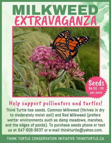 Fundraisers 2025 | Think Turtle Conservation Initiative